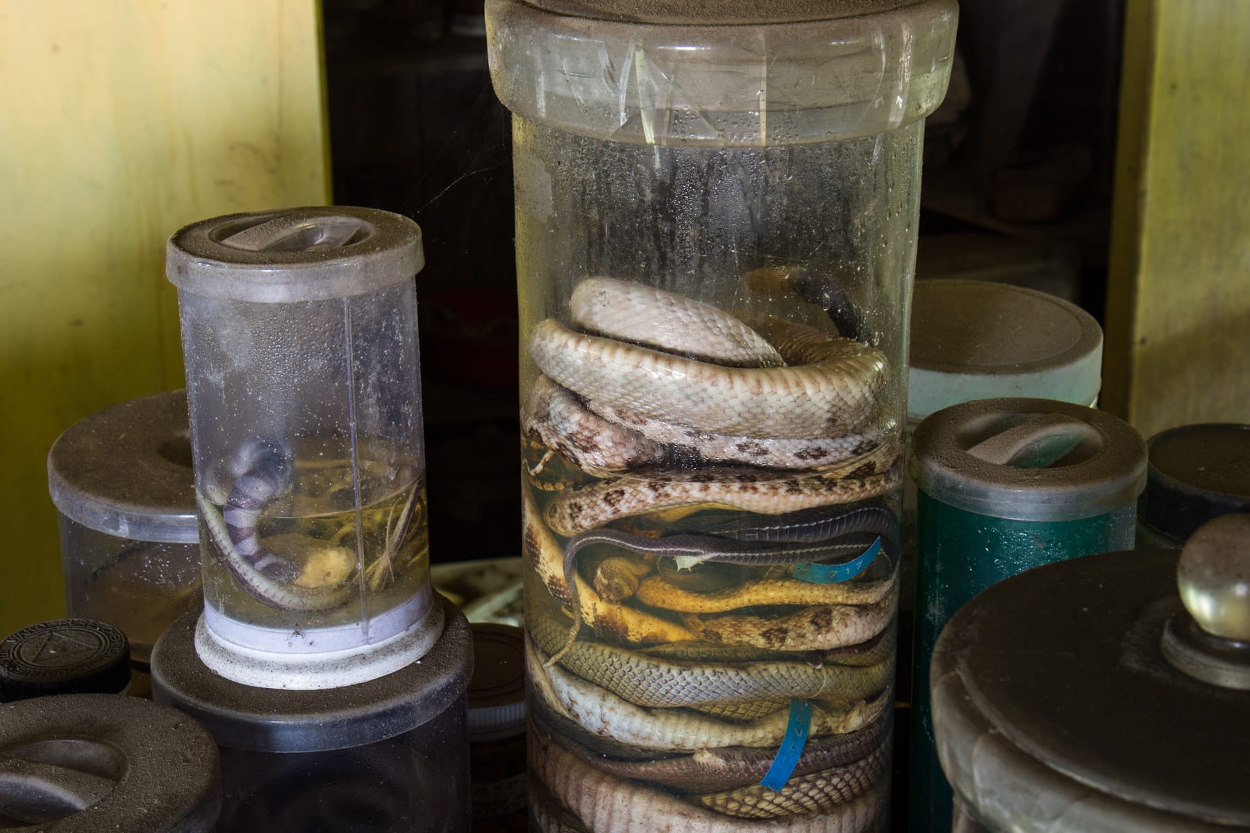 Japan Snake Center | Haikyo: Abandoned Japan